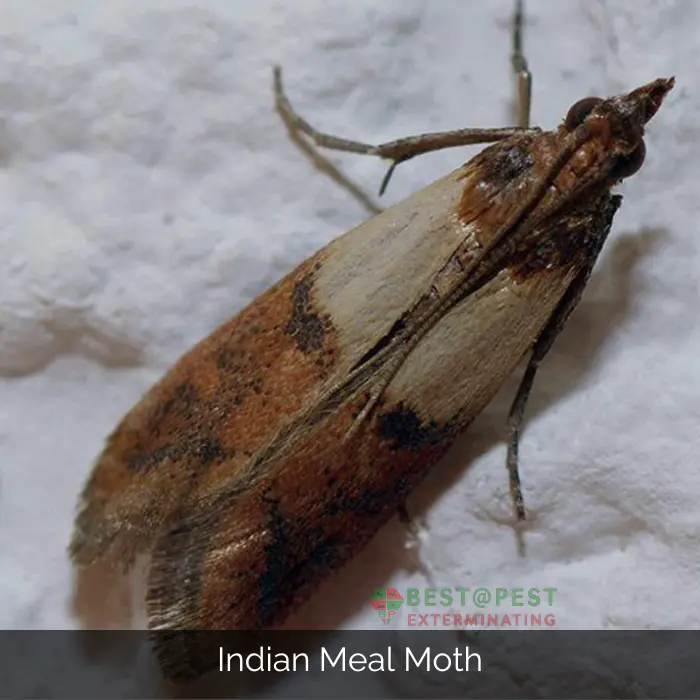 Pantry Pest Control - Unlock the Secret to a Pest-Free Pantry