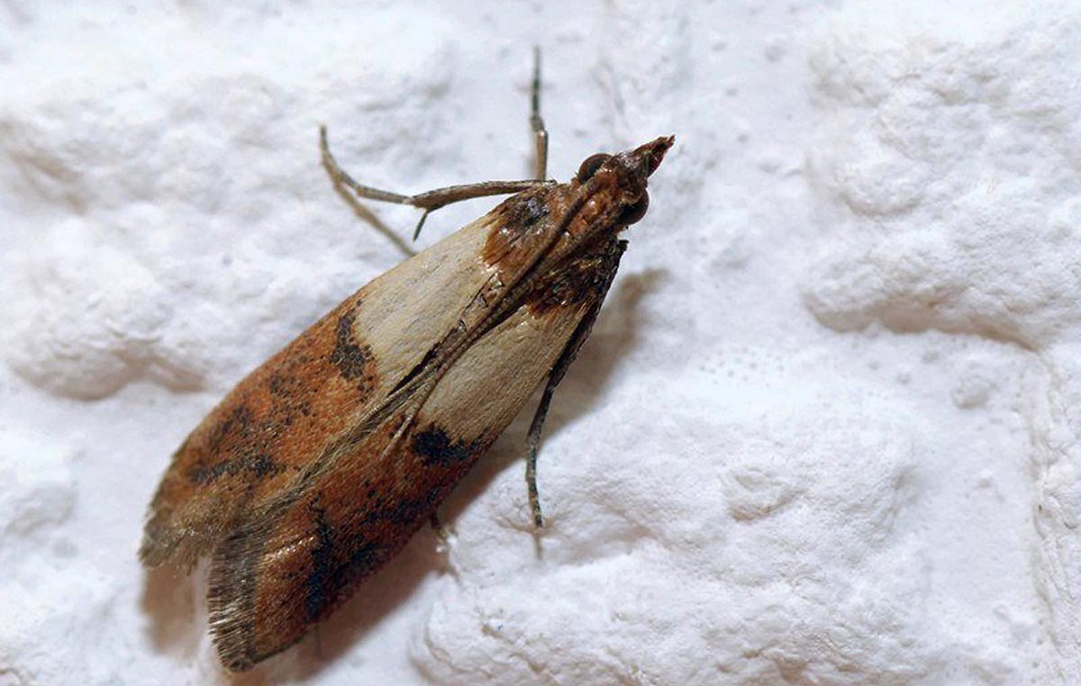 Pantry Pest Control Made Easy for a Safe Kitchen