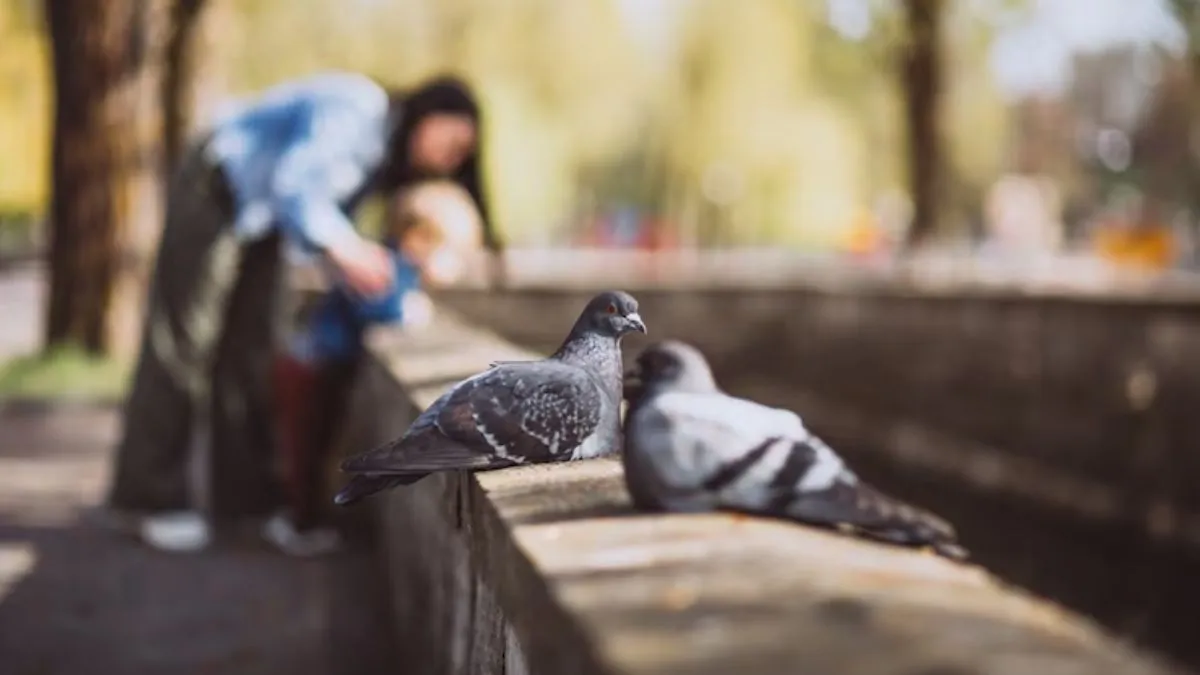 Humane Pigeons Control & Removal Service