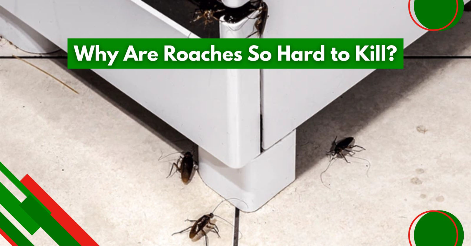 Why Are Roaches So Hard to Kill? - Best@Pest Exterminating